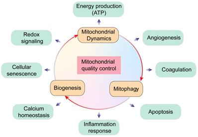 Coronary microvascular injury in myocardial infarction: perception and ...