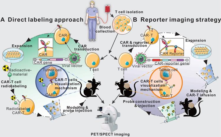 Radionuclide-based molecular imaging allows CAR-T cellular ...