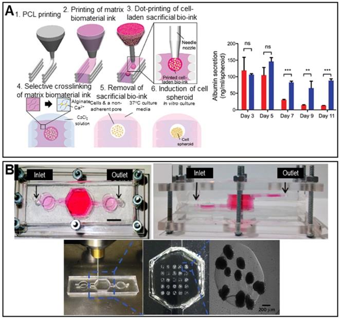 The utility of biomedical scaffolds laden with spheroids in various ...