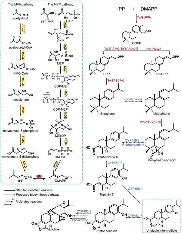 Triptolide: pharmacological spectrum, biosynthesis, chemical synthesis ...