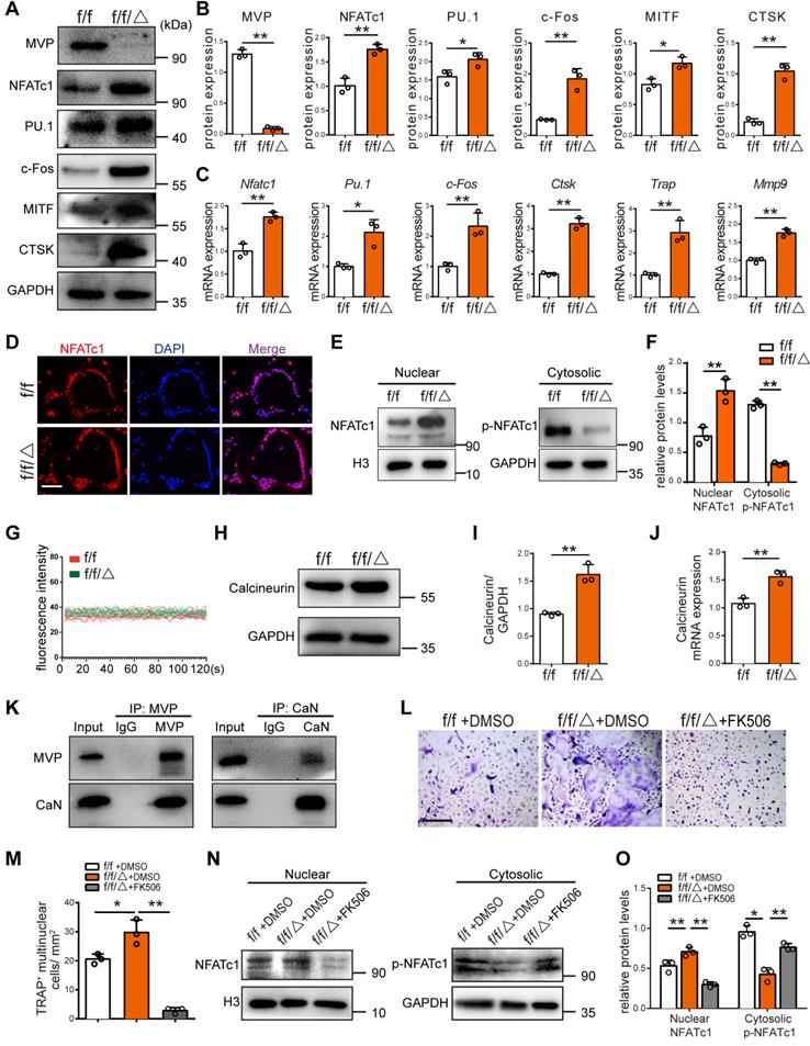 Major vault protein (MVP) negatively regulates osteoclastogenesis via ...