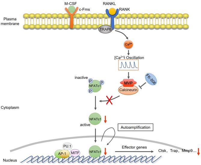 Major vault protein (MVP) negatively regulates osteoclastogenesis via ...
