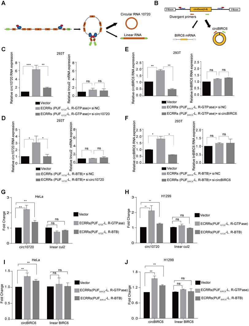 Engineering circular RNA regulators to specifically promote circular ...