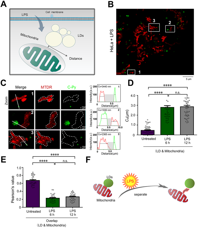 Long-term live-cell lipid droplet-targeted biosensor development for ...