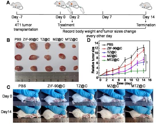 ATP-triggered mitochondrial cascade reactions for cancer therapy with ...