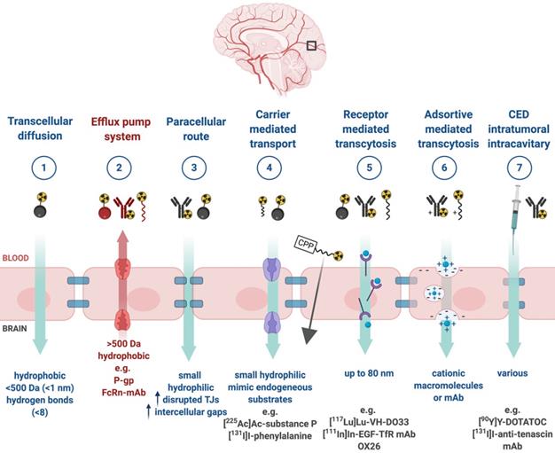 A perspective on the radiopharmaceutical requirements for imaging and ...