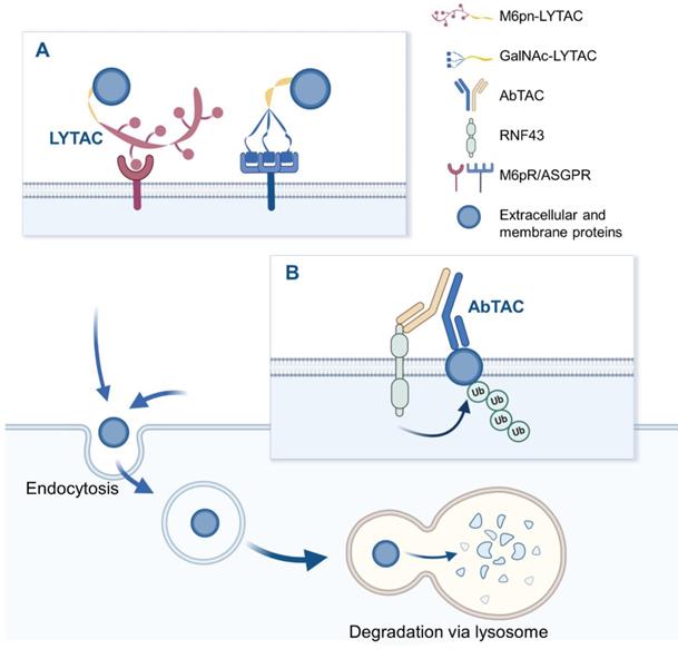 Emerging protein degradation strategies: expanding the scope to ...