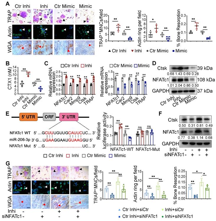 GATA4-driven miR-206-3p signatures control orofacial bone development ...