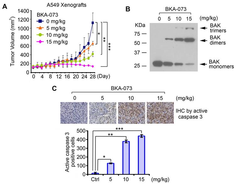Discovery of Small Molecule Bak Activator for Lung Cancer Therapy