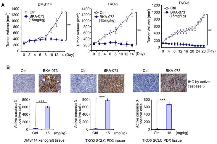 Discovery of Small Molecule Bak Activator for Lung Cancer Therapy