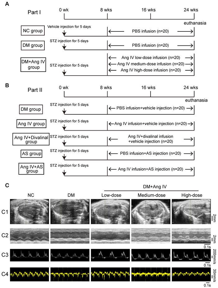 Angiotensin IV attenuates diabetic cardiomyopathy via suppressing FoxO1 ...