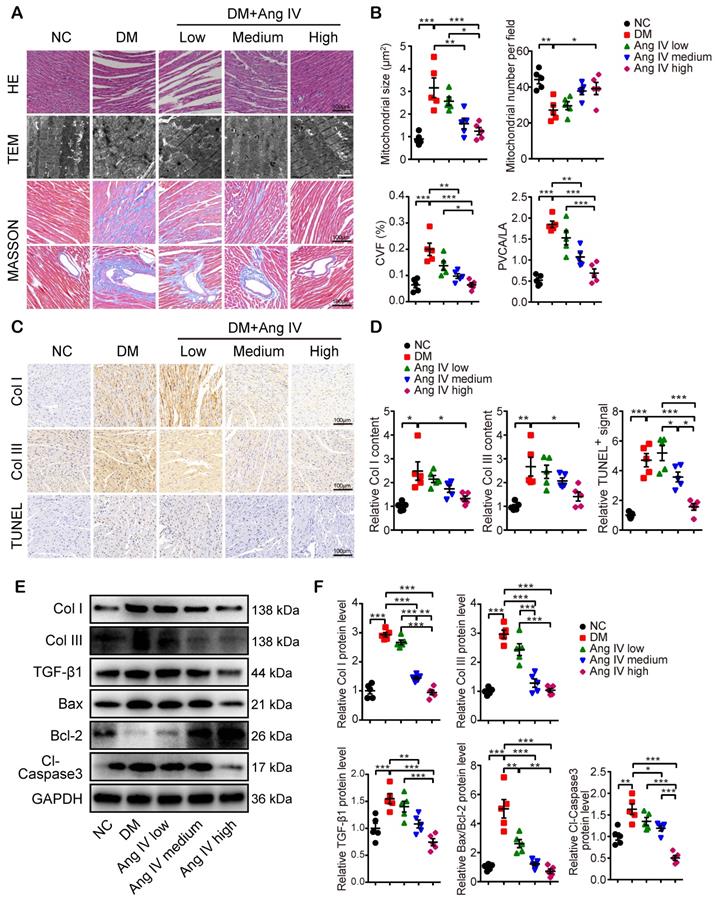 Angiotensin IV attenuates diabetic cardiomyopathy via suppressing FoxO1 ...