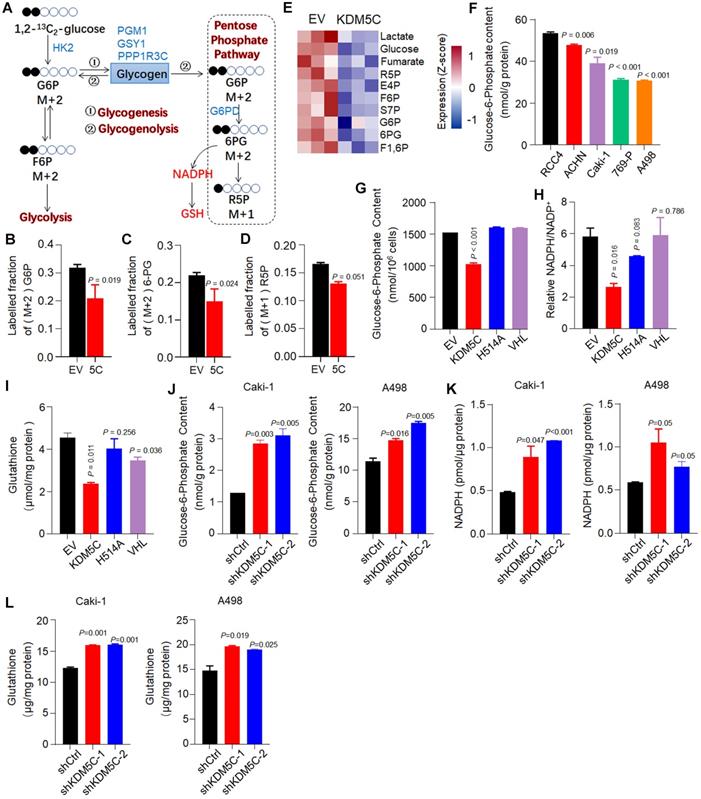 Deficiency of the X-inactivation escaping gene KDM5C in clear cell ...