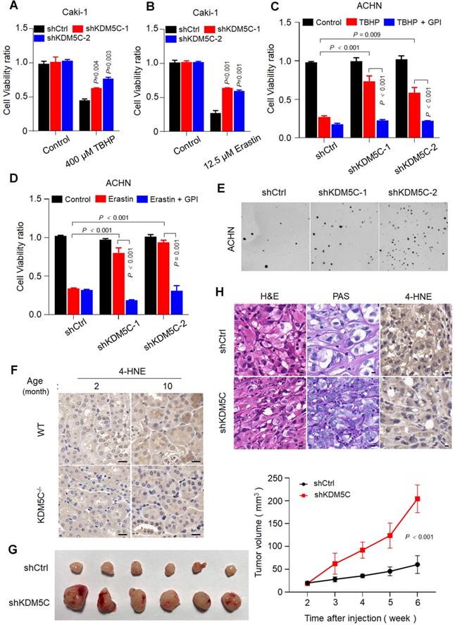 Deficiency of the X-inactivation escaping gene KDM5C in clear cell ...