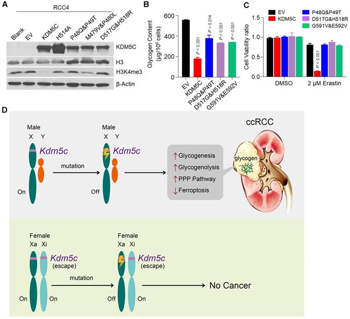 Deficiency of the X-inactivation escaping gene KDM5C in clear cell ...