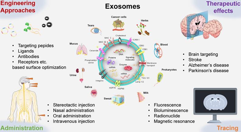 Engineered exosomes: desirable target-tracking characteristics for ...