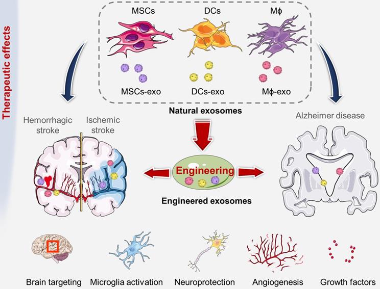 Engineered exosomes: desirable target-tracking characteristics for ...