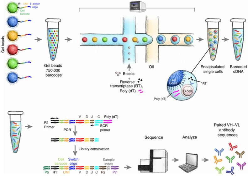 The methods and advances of adaptive immune receptors repertoire sequencing