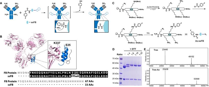 Synthesis of precision antibody conjugates using proximity-induced ...