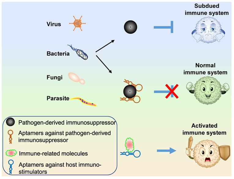 Oligonucleotide aptamers for pathogen detection and infectious disease ...