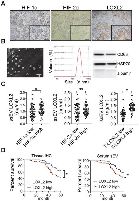LOXL2-enriched small extracellular vesicles mediate hypoxia-induced ...