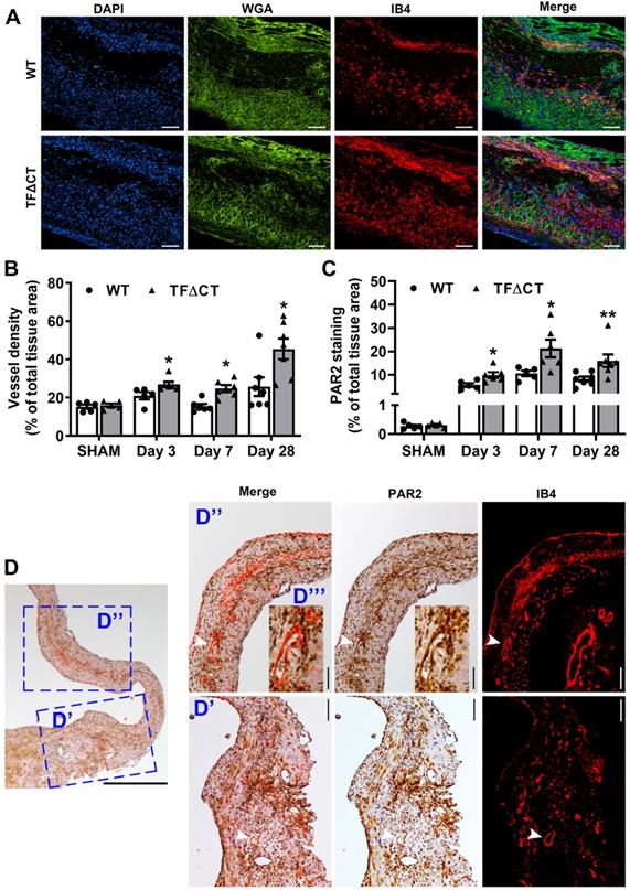 Tissue factor cytoplasmic domain exacerbates post-infarct left ...