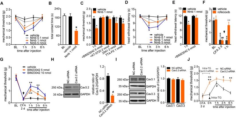 Neuromedin B receptor stimulation of Cav3.2 T-type Ca2+ channels in ...