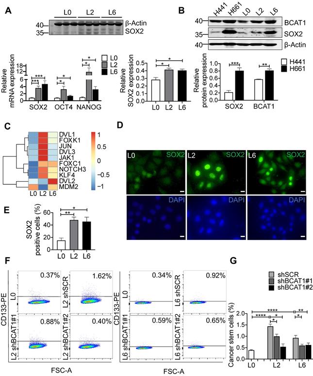 Proteomic analysis of lung cancer cells reveals a critical role of ...