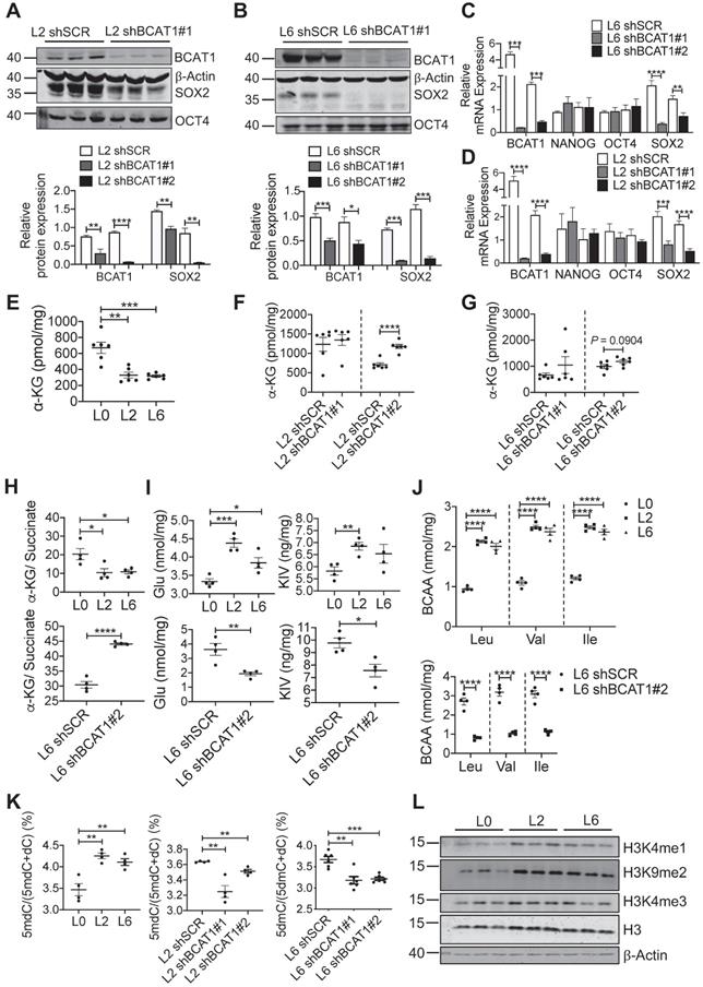 Proteomic analysis of lung cancer cells reveals a critical role of ...