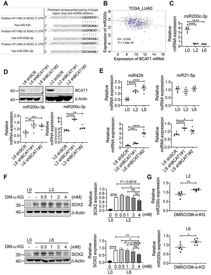 Proteomic analysis of lung cancer cells reveals a critical role of ...