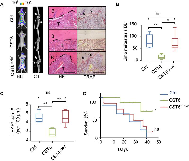 CST6 protein and peptides inhibit breast cancer bone metastasis by ...