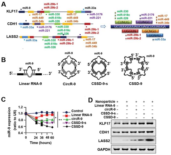 Single-stranded circular DNA theranostics
