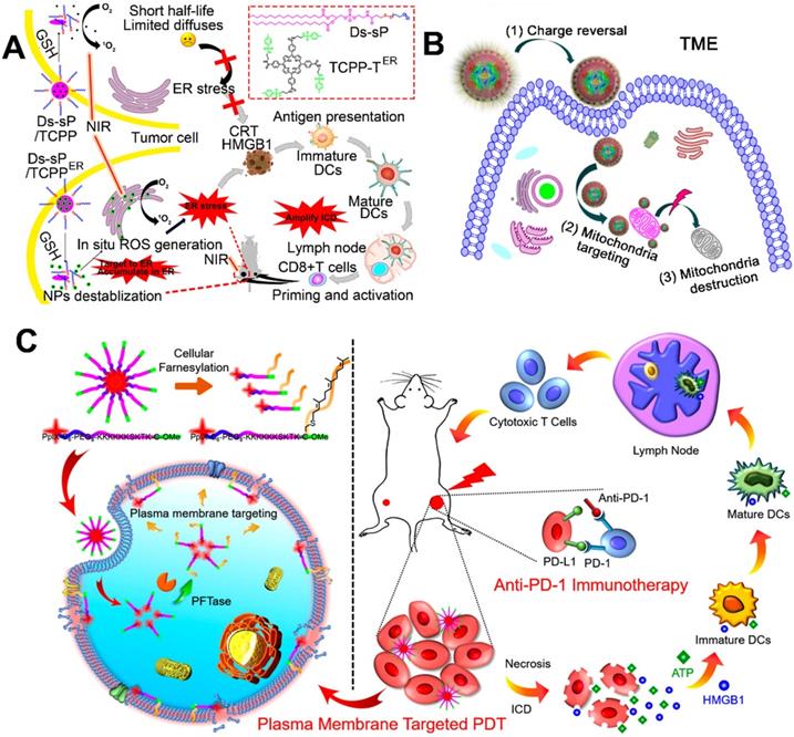 Recent advances in nanomedicines for photodynamic therapy (PDT)-driven ...