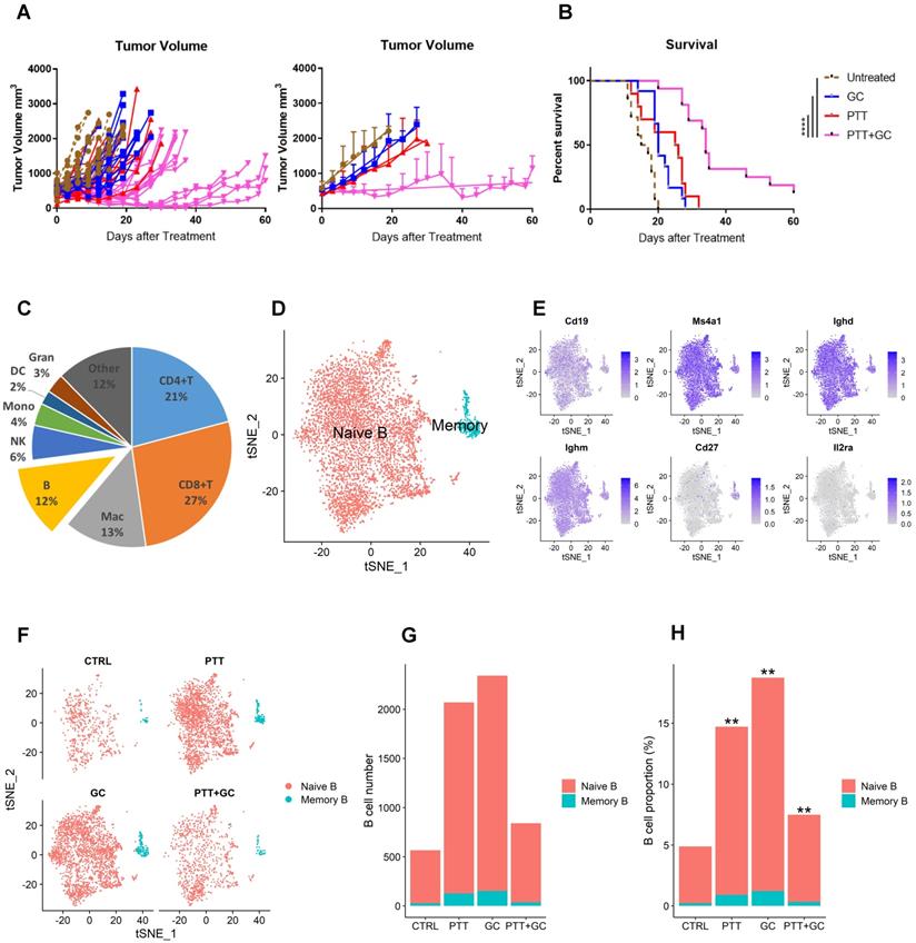 Antigen presentation and interferon signatures in B cells driven by ...