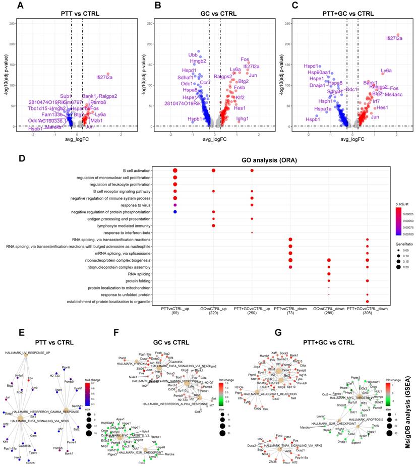 Antigen presentation and interferon signatures in B cells driven by ...