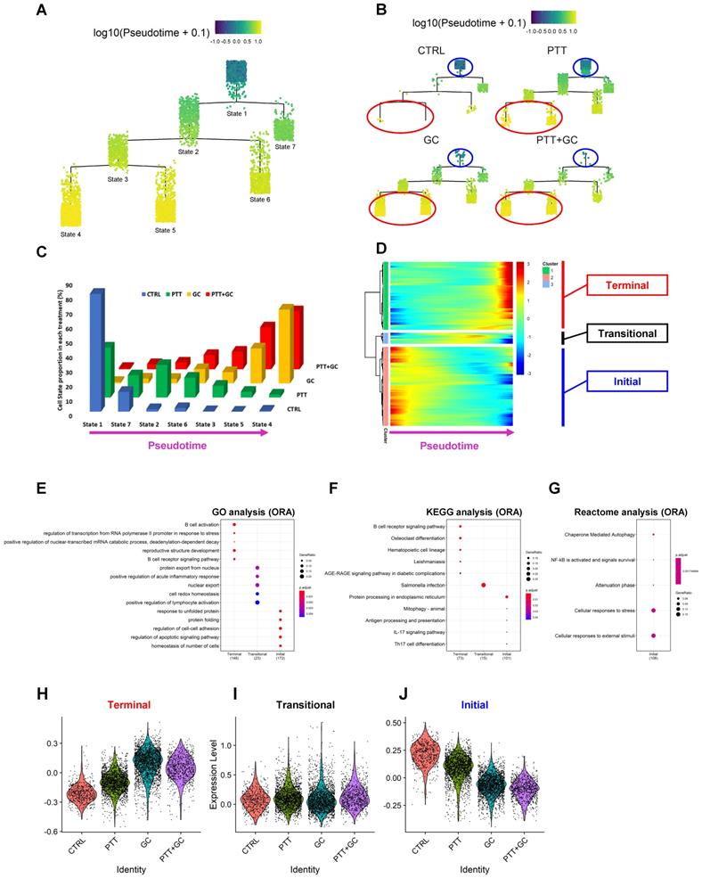 Antigen presentation and interferon signatures in B cells driven by ...