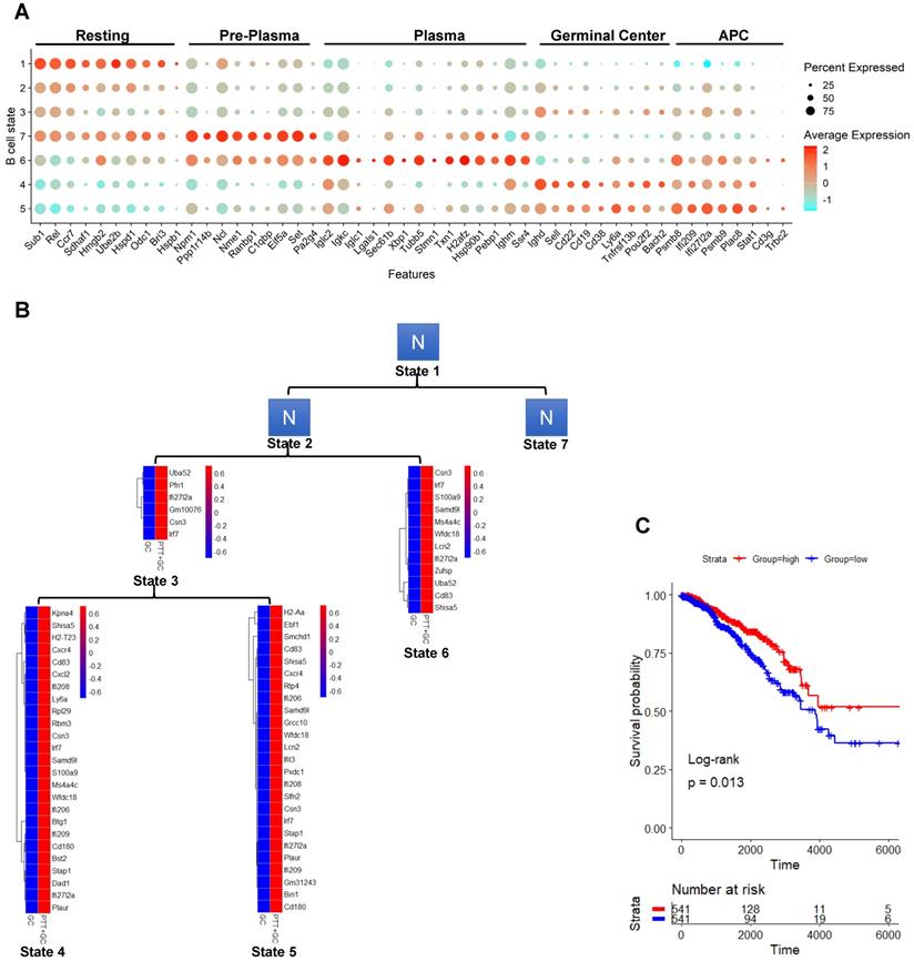 Antigen presentation and interferon signatures in B cells driven by ...