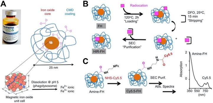 Repurposing ferumoxytol: Diagnostic and therapeutic applications of an ...