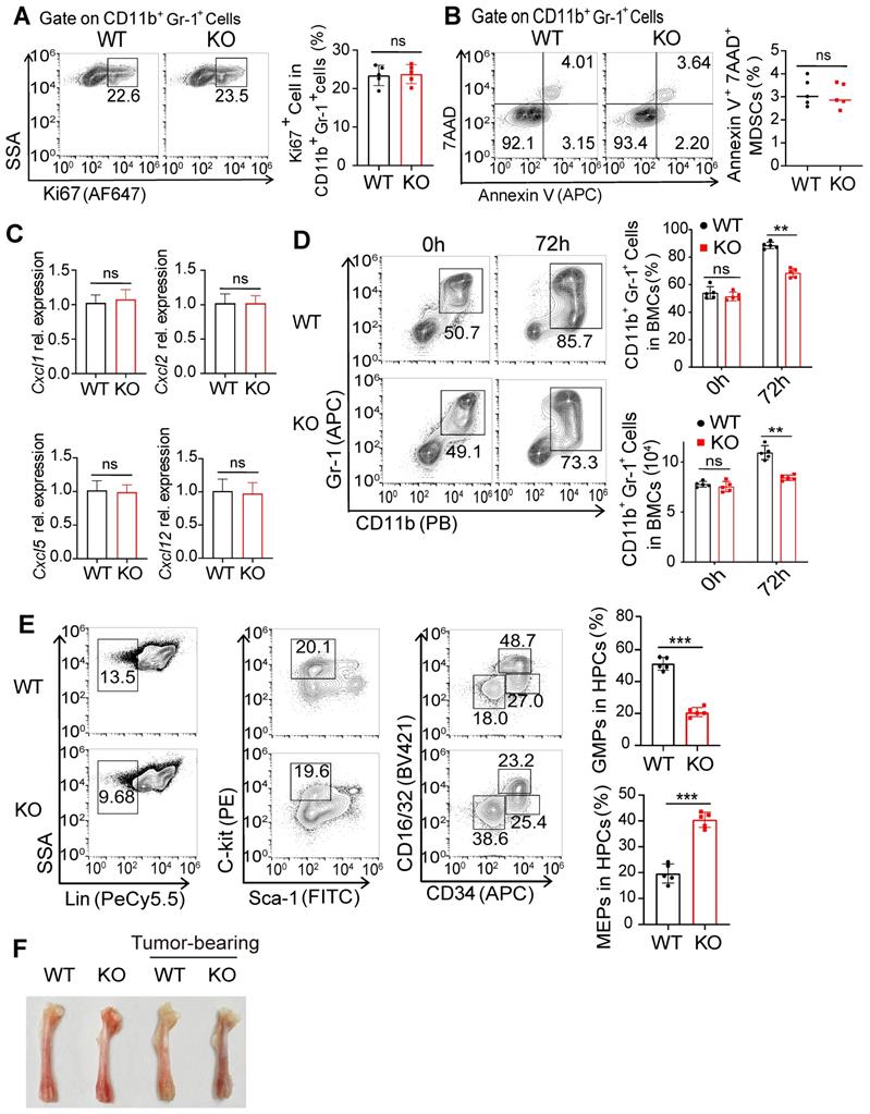 FcγRIIB potentiates differentiation of myeloid-derived suppressor cells ...