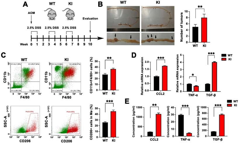 HMGA2 facilitates colorectal cancer progression via STAT3-mediated ...