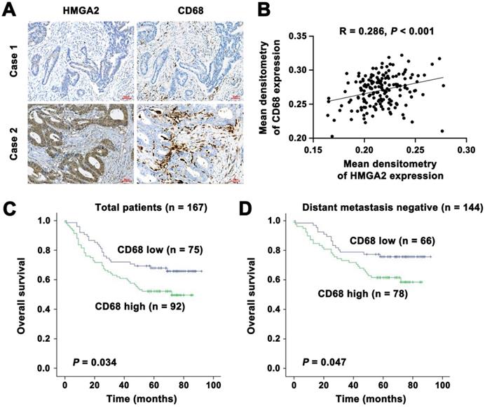 HMGA2 facilitates colorectal cancer progression via STAT3-mediated ...