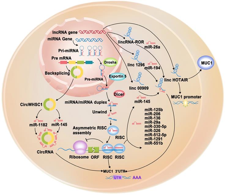Novel insights into the roles and therapeutic implications of MUC1 ...