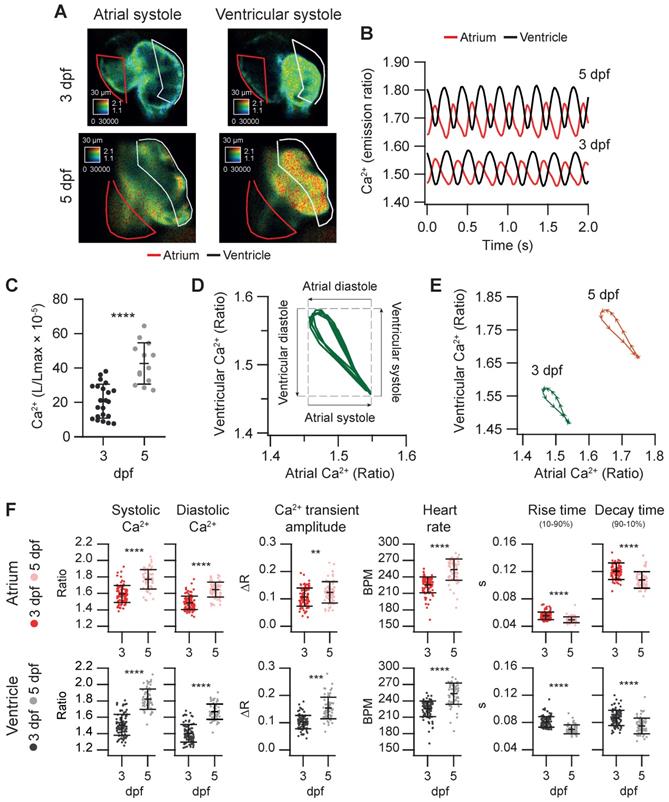 Simultaneous imaging of calcium and contraction in the beating heart of ...