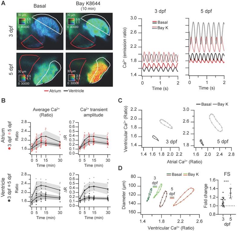 Simultaneous imaging of calcium and contraction in the beating heart of ...