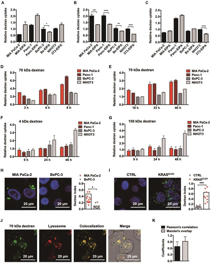 Macropinocytic dextran facilitates KRAS-targeted delivery while ...
