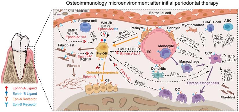 Single-cell RNA landscape of the osteoimmunology microenvironment in ...