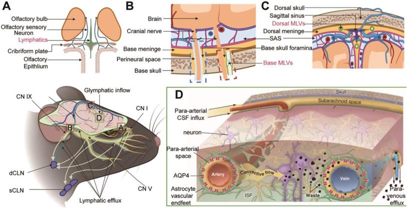 Modulation of lymphatic transport in the central nervous system