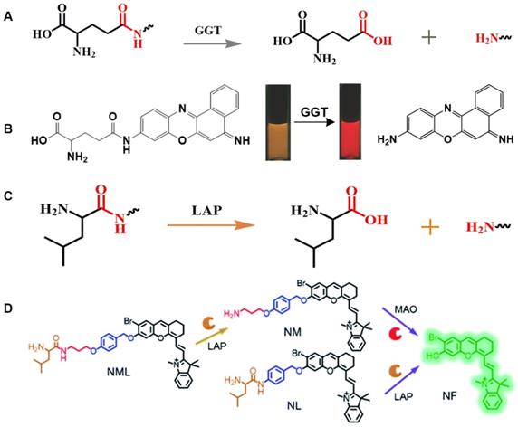 Activated molecular probes for enzyme recognition and detection