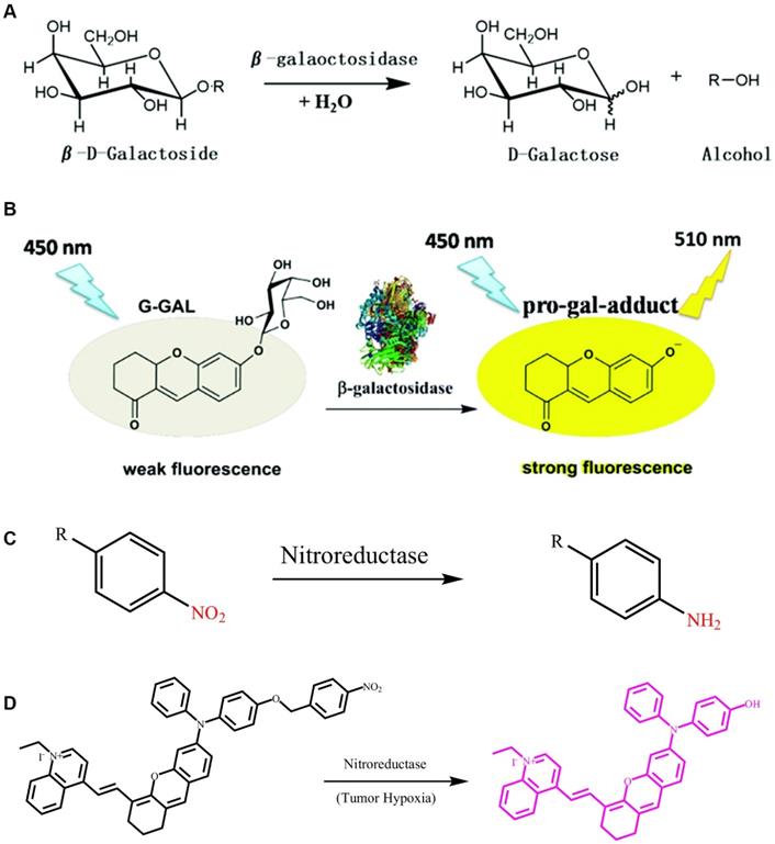 Activated molecular probes for enzyme recognition and detection