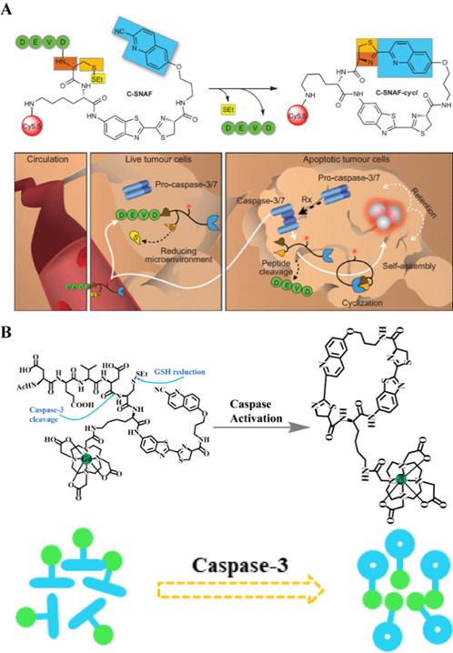 Activated molecular probes for enzyme recognition and detection